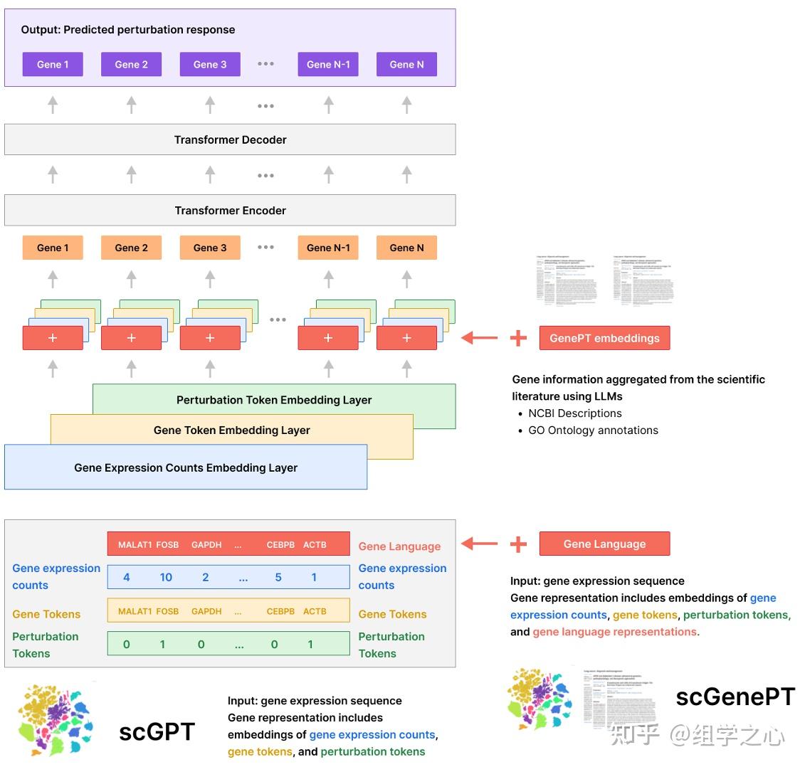 单细胞组学大模型（8）--- scGenePT，scGPT和GenePT的结合，实验数据和文本数据的交融模型 - 知乎