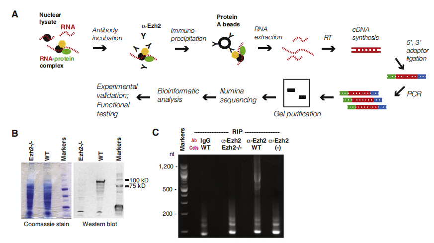 国自然热点 | RNA结合蛋白调控机制研究方法之RIP-seq - 知乎