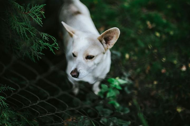 go狗粮：肉眼判断狗狗吃饱的几种表现，铲屎官可别喂撑了啊！ - 知乎