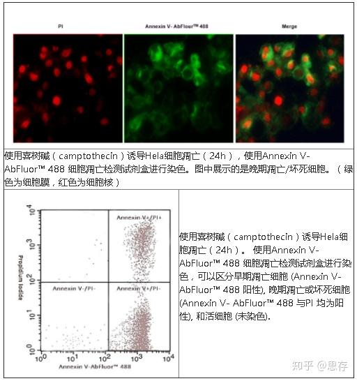 Annexin V-AbFluor 488细胞凋亡检测试剂盒 - 知乎