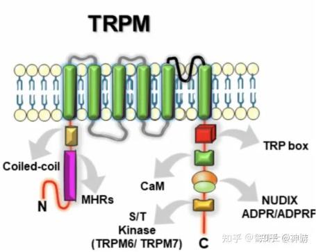 TRPM - 知乎