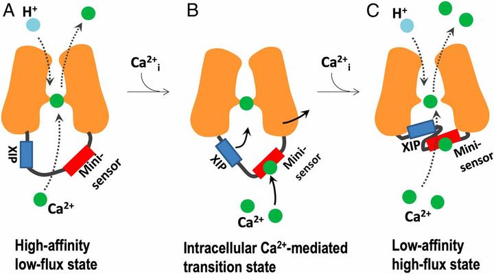 PNAS：揭示胞质Ca2+调控被Ca2+微型传感器响应的机制 - 知乎