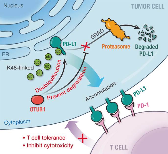 CELL DEATH DIFFER∣去泛素化酶OTUB1调控PD-L1稳定性和肿瘤免疫逃逸的机制 - 知乎
