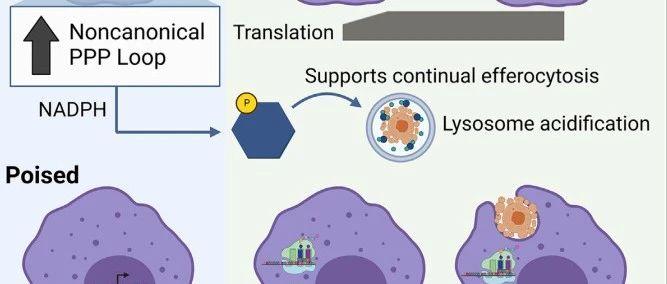 Cell Metabolism丨代谢适应支持在有限氧气环境中增强巨噬细胞胞吐作用 - 知乎