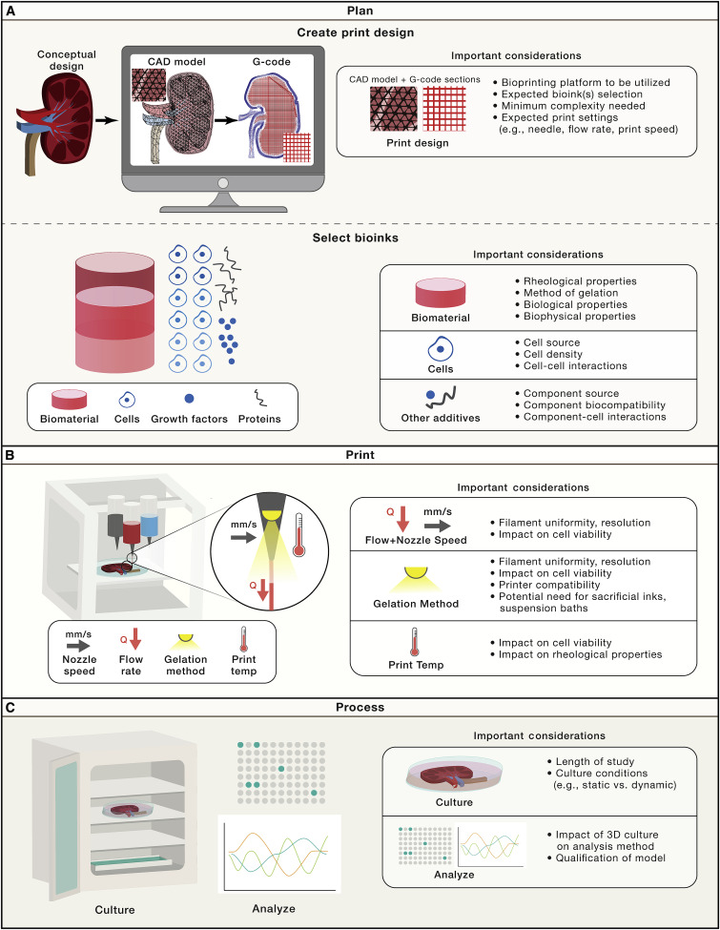 Cell主刊史上首篇生物3D打印综述 Bioprinting for the Biologist - 知乎