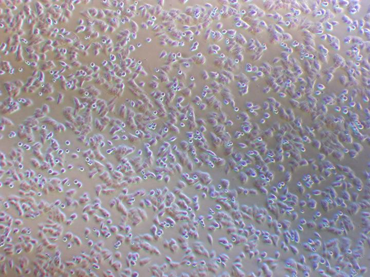 HCCLM3细胞培养实验操作方法和复苏 - 知乎