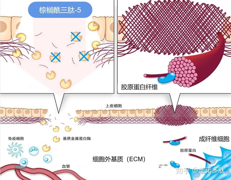 棕榈酰三肽-5：胶原再生，涂抹式“少女针” - 知乎