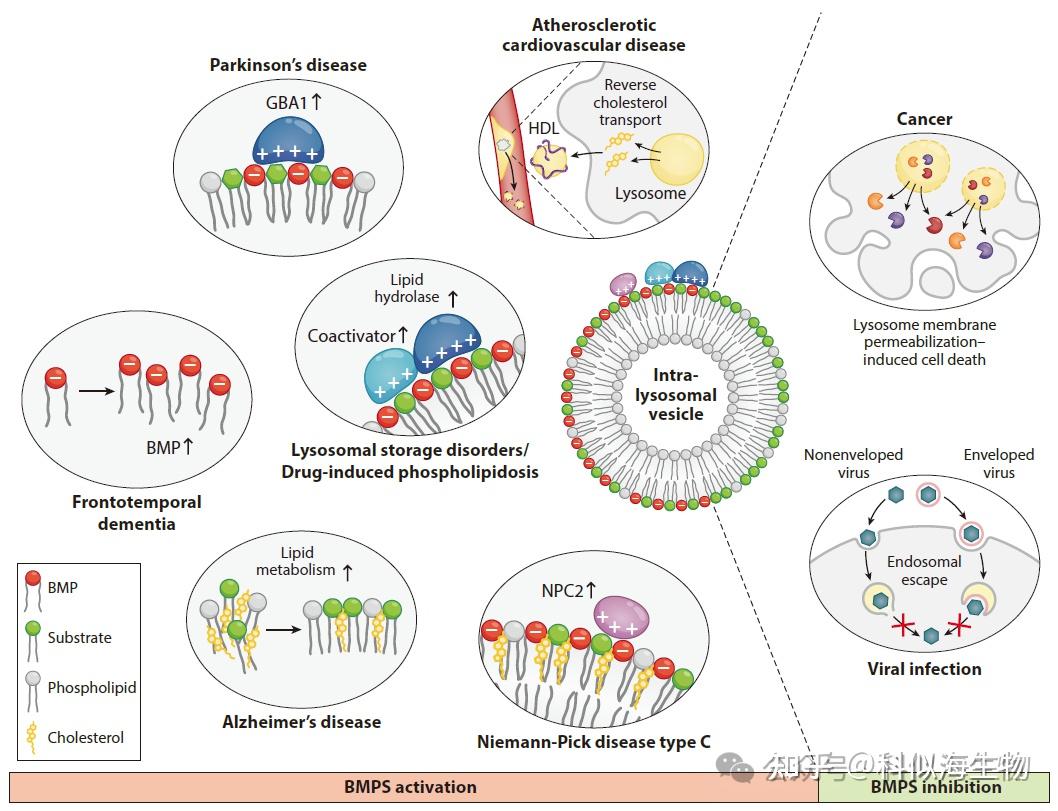 溶酶体“清道夫”BMP：从基础机制到临床新机遇 - 知乎