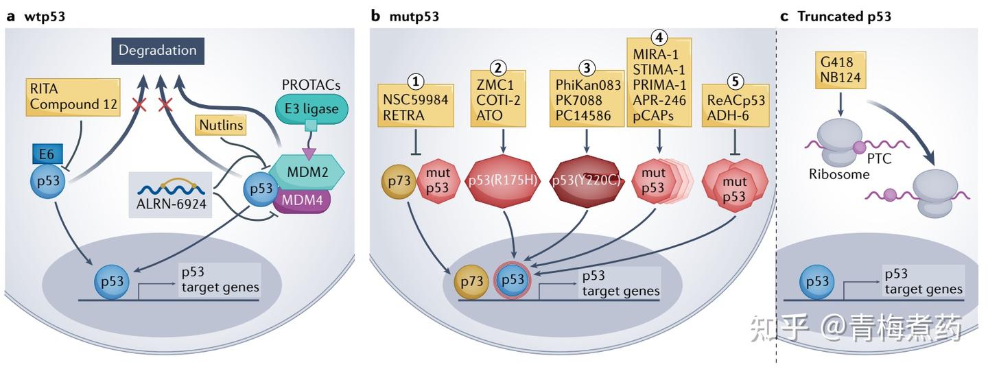 Nature Reviews | p53：一种蛋白质，众多靶点 - 知乎