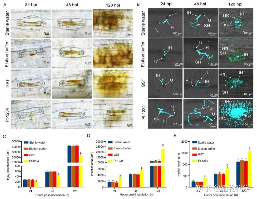 河北农大揭示NAC类转录因子与叶锈菌效应蛋白互作机制 - 知乎