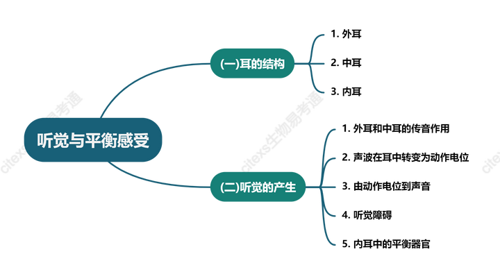 普通生物学高频考点(四十八)之听觉与平衡感受内容及思维导图 知乎