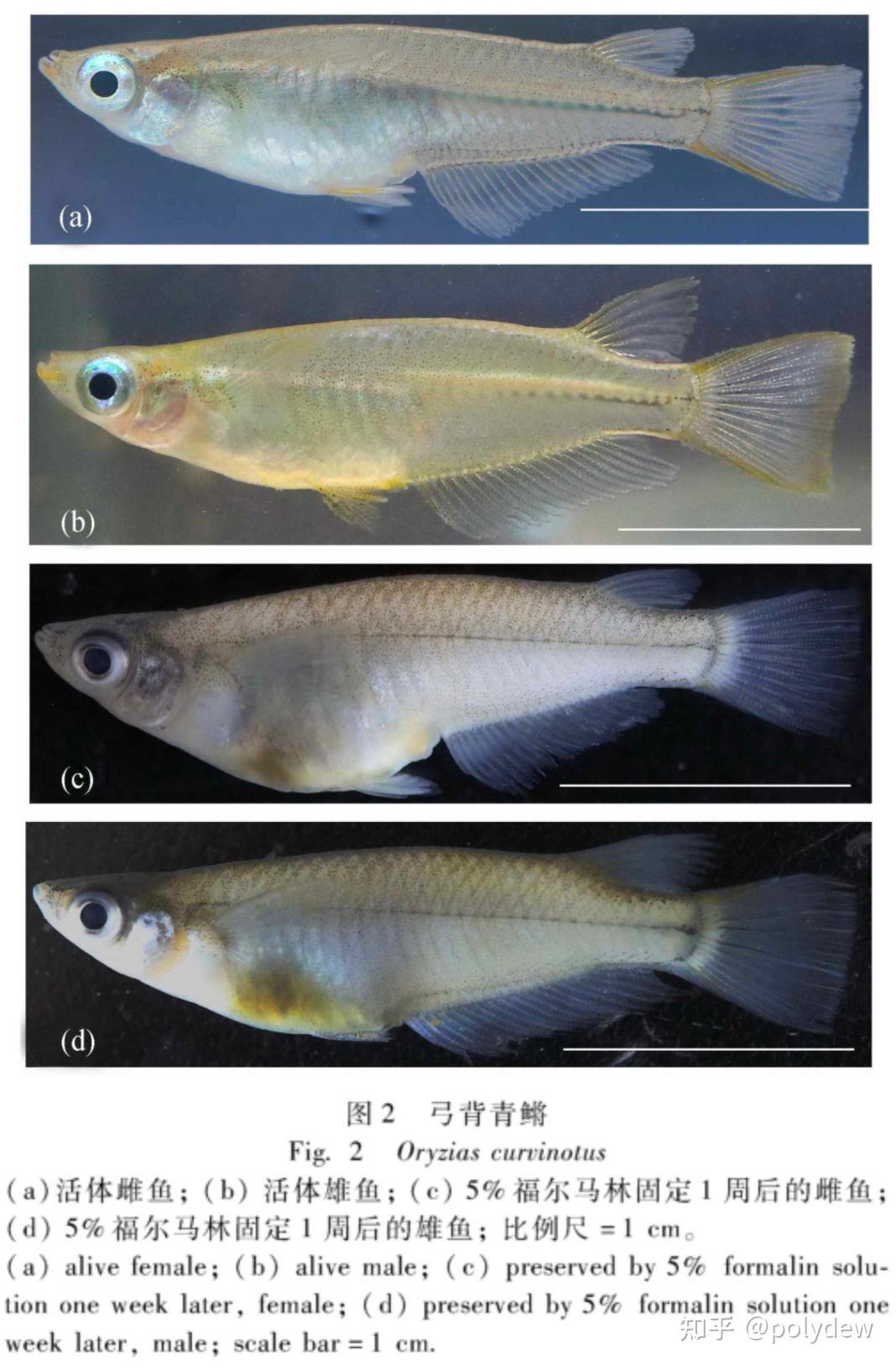 什么鱼在海水和淡水中都能正常生活繁殖？ - 知乎