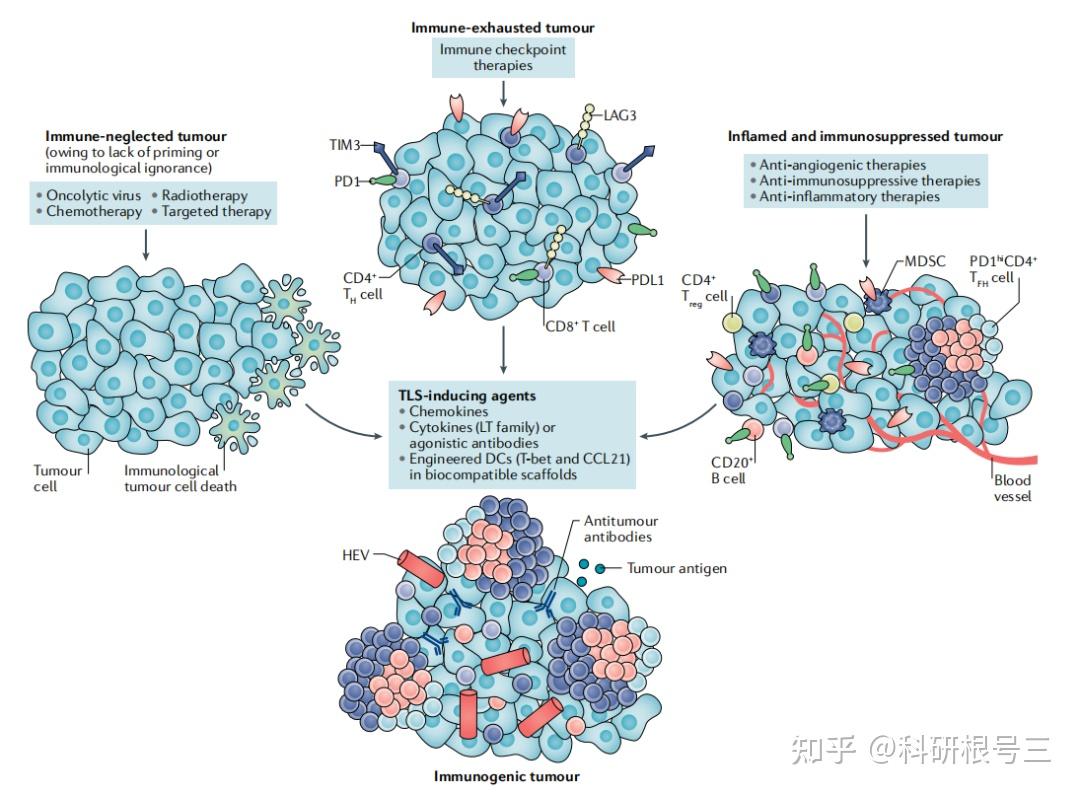 肿瘤免疫前沿：三级淋巴结构（TLSs）结构、标志物、起源、抗肿瘤免疫反应、检测方法 - 知乎