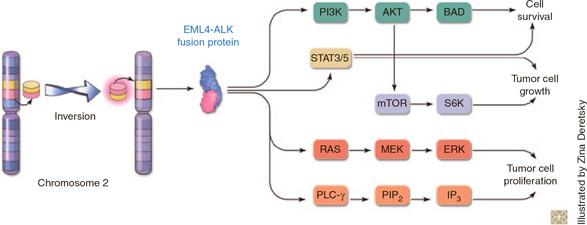 ALK基因的突变与靶向治疗 - 知乎