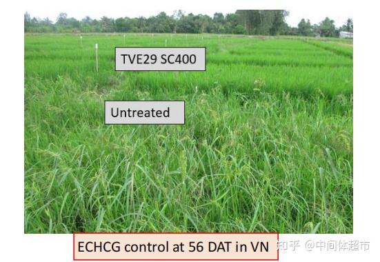 四氟络草胺（TVE29，Tetflupyrolimet，2053901-33-8）：一种有效管理抗除草剂杂草的新型除草剂作用模式 - 知乎