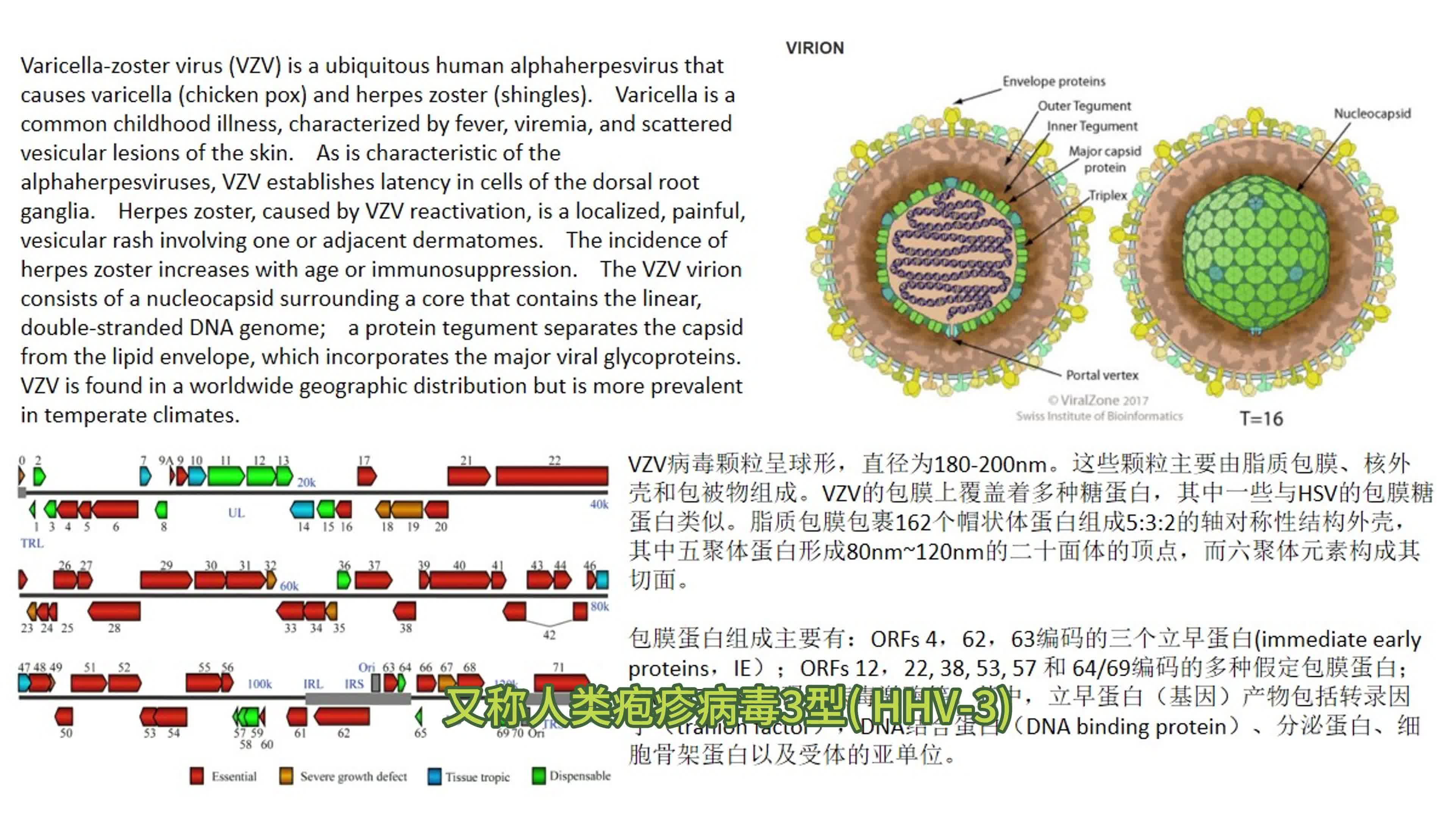 VSV-G蛋白为什么可以形成病毒颗粒的包膜蛋白？ - 知乎