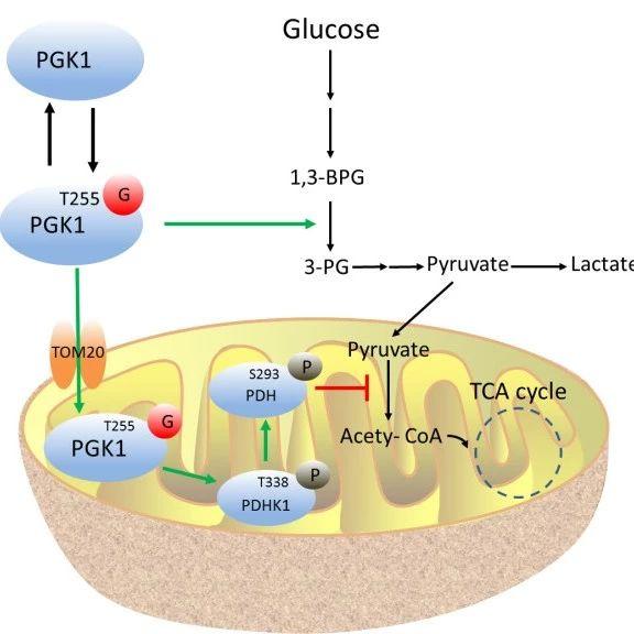 Nature子刊：浙大易文组揭示肿瘤生长新机制：代谢酶PGK1糖基化修饰促癌 - 知乎