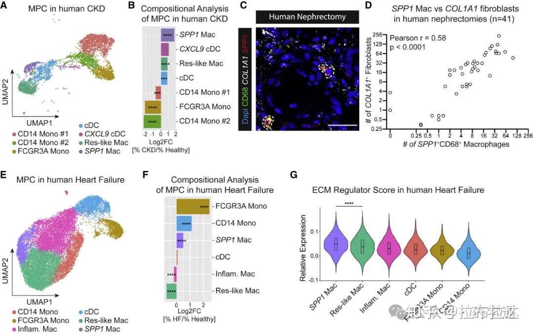 Cell Rep| 必看这篇高分文章！SPP1+巨噬细胞以血小板来源的Cxcl4依赖的方式驱动肌成纤维细胞活化 - 知乎
