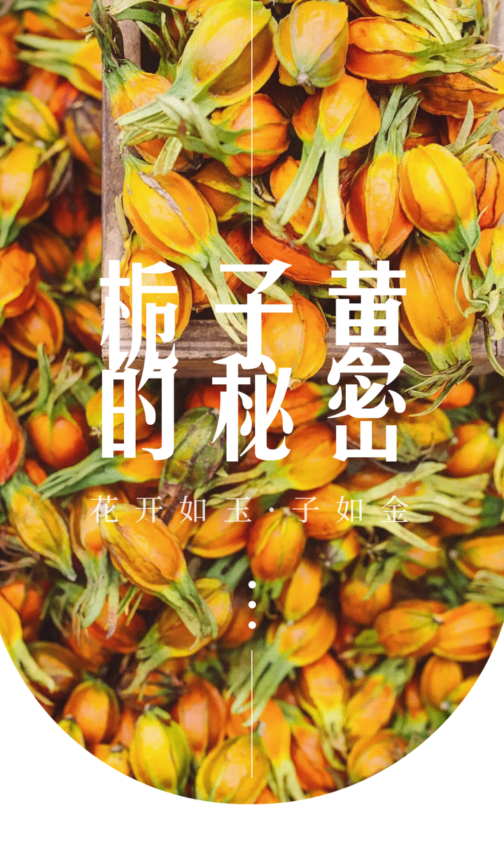 栀子果是什么？有什么作用？ - 知乎