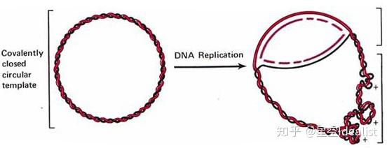 神秘的细菌基因组：GC skew - 知乎