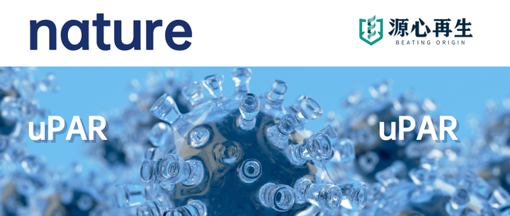 Nature丨“返老还童”新突破：uPAR助力CAR-T提高抗衰老效果 - 知乎
