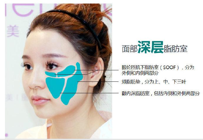 面部深层脂肪室的解剖结构 - 知乎