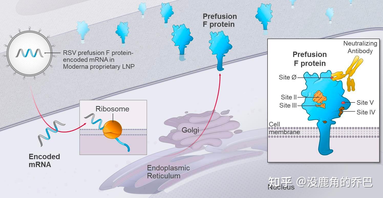 mRNA 疫苗的未来研究重点是什么？ - 知乎