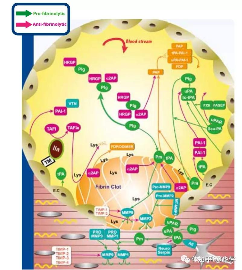 Hyphen凝血产品简介 - 知乎