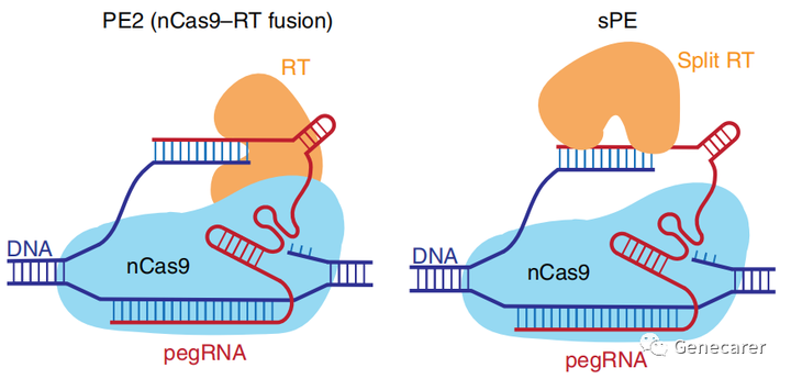 文献解读|分离式的prime editor系统的灵活性极大增强，包装尺寸更小！ - 知乎