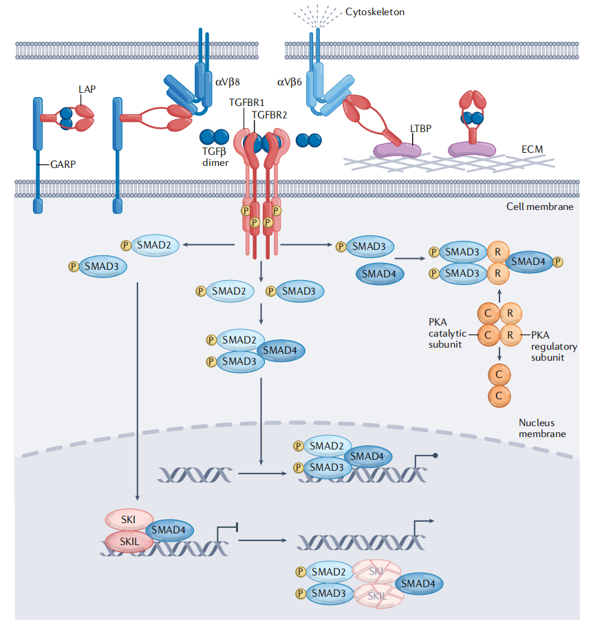 Nat Rev | TGF-β控制肿瘤免疫全景图 - 知乎