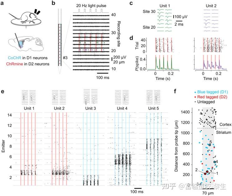 Neuropixels | Opto-Neuropixels：同步高通道记录与精准光控的融合平台 - 知乎