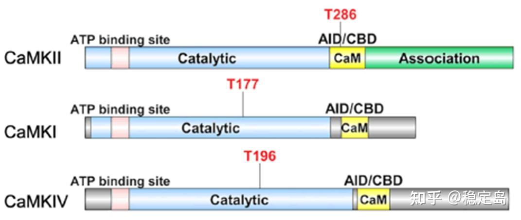生化基础——蛋白激酶的分类 - 知乎