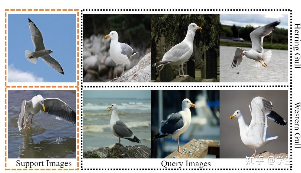 TOAN: Target-Oriented Alignment Network for Fine-Grained Image Categorization with Few Labeled - 知乎