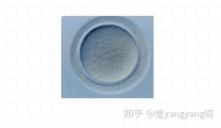 胚胎受精（有效区分0PN，1PN，2PN，3PN/4PN） - 知乎