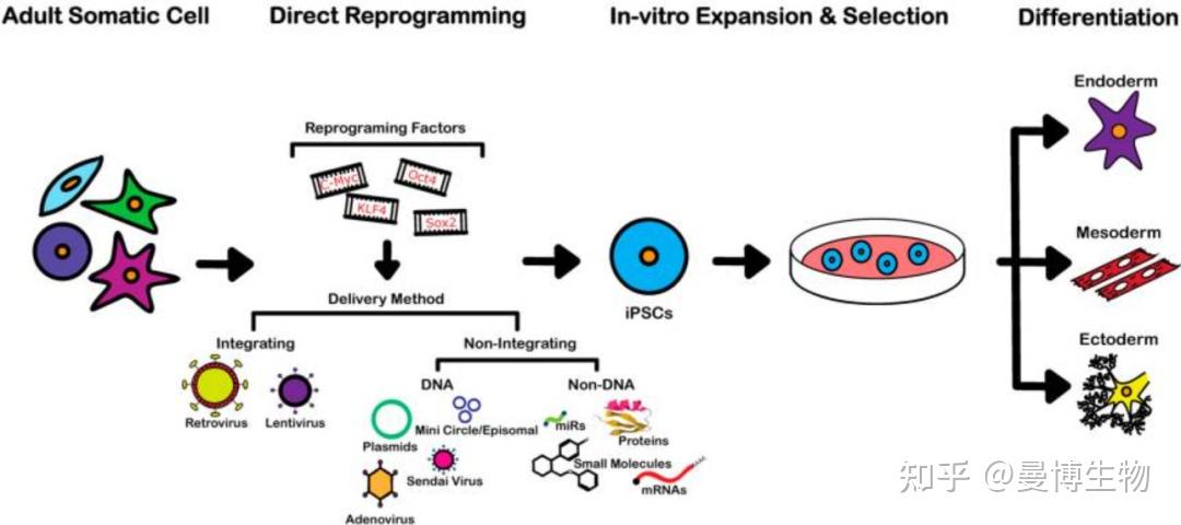 想了解iPSC全流程解决方案？来看这篇！ - 知乎