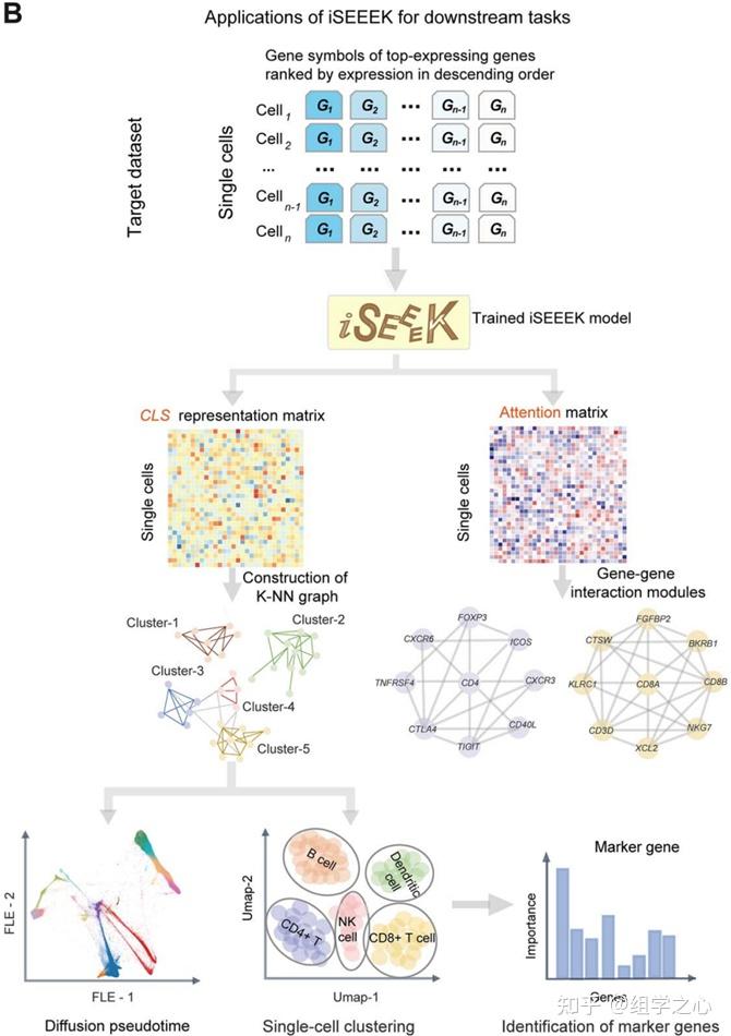 单细胞组学大模型（1）--- iSEEEK - 知乎