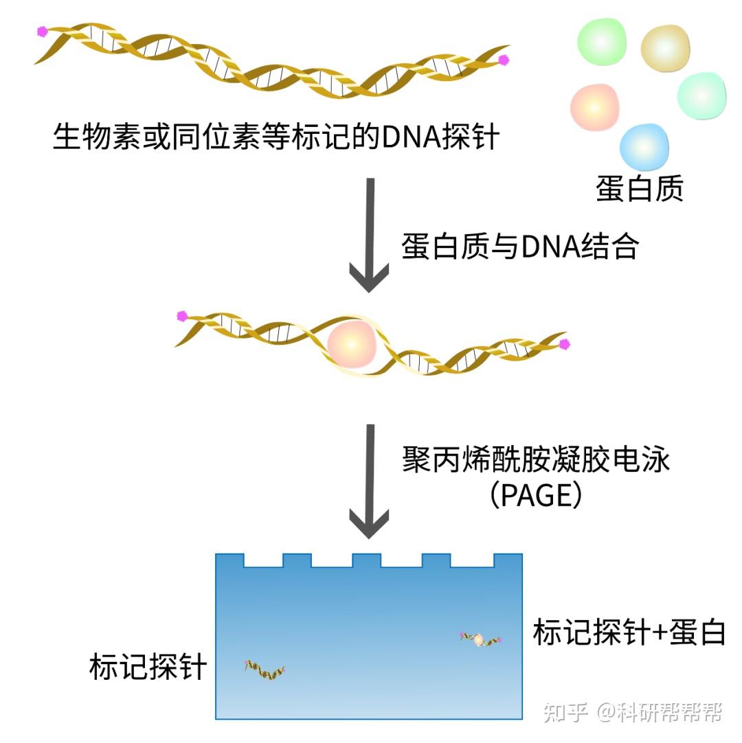 一文搞懂EMSA实验 - 知乎