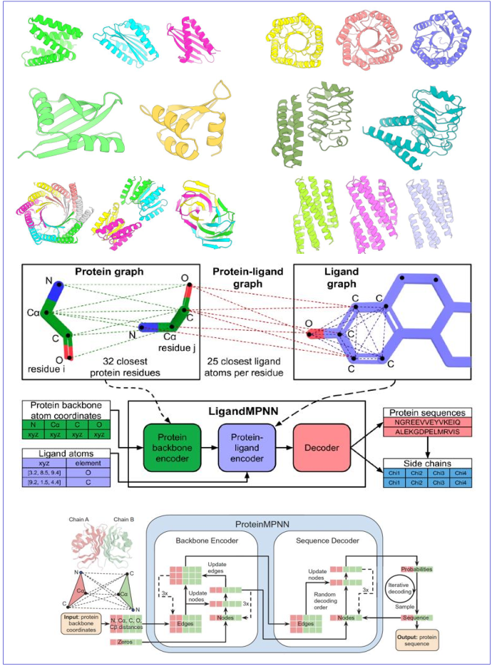 蛋白质设计——RFdiffusion与ProteinMPNN深度学习技术应用 - 知乎