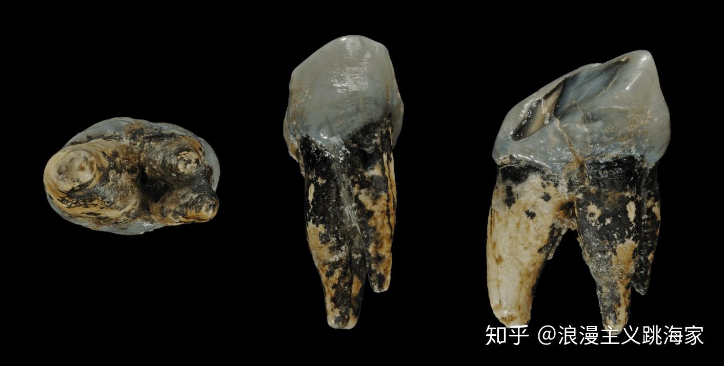 地球上所有的生物有一个共同的祖先吗？ - 知乎