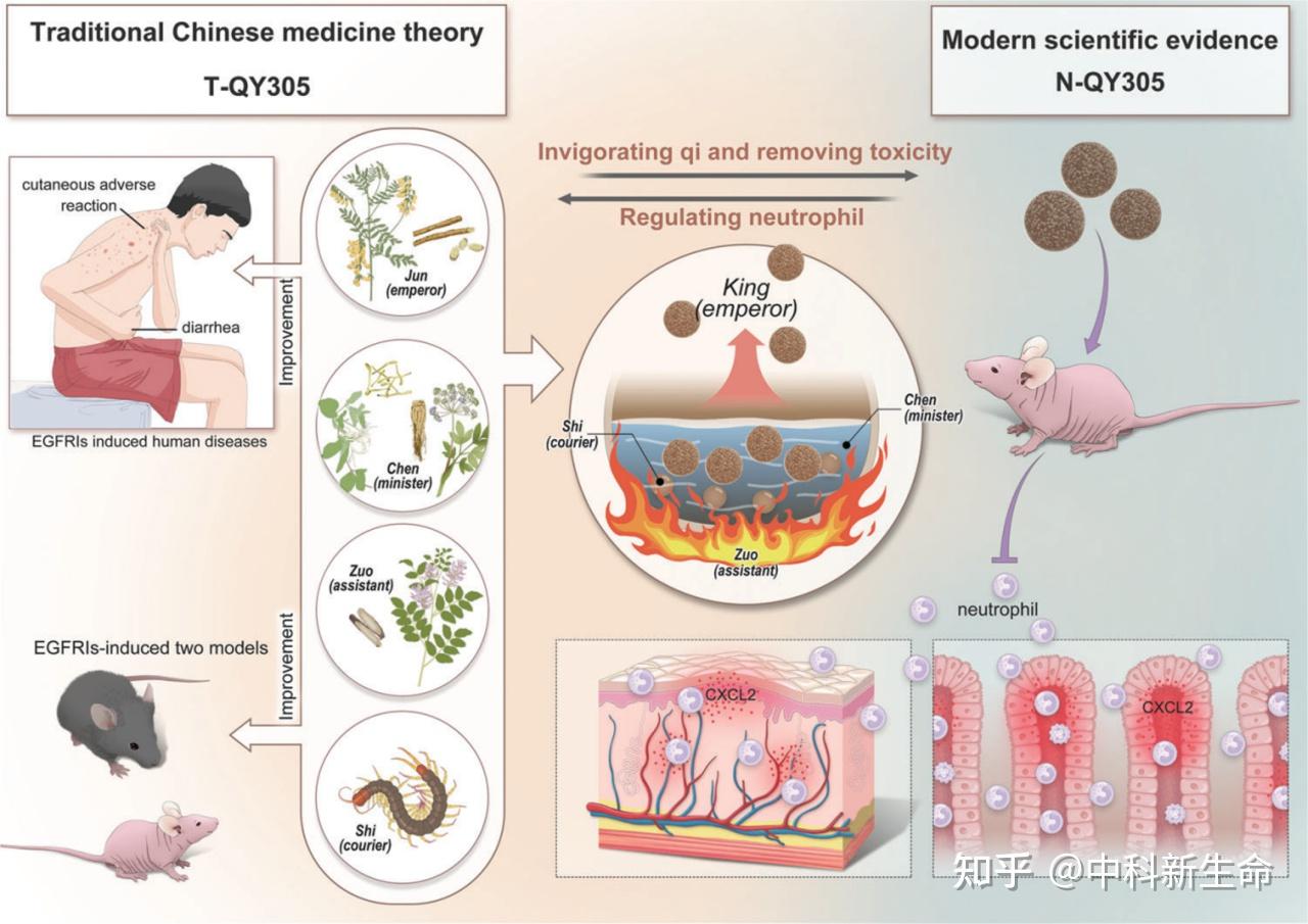 中药入组织成分：解锁药效物质基础的进阶密码 - 知乎