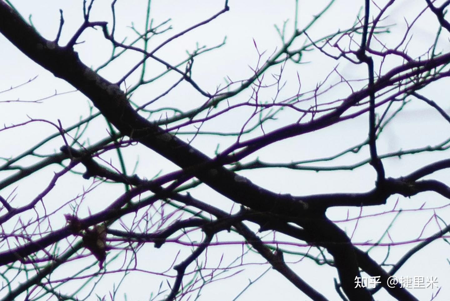 M43系统长焦镜头怎么选（2022）