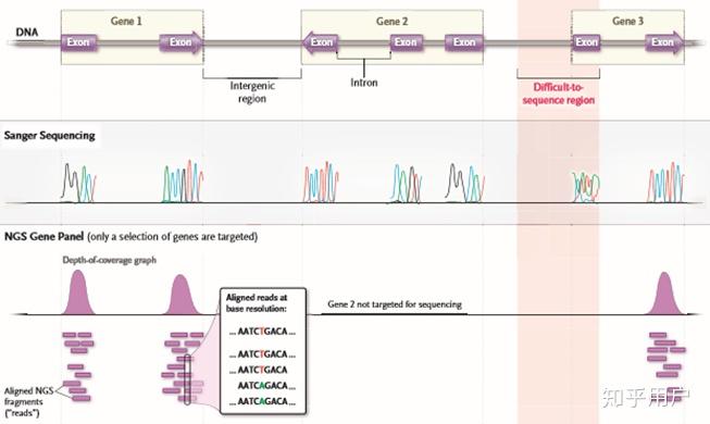什么是WES技术（什么是全外显子组测序）？ - 知乎