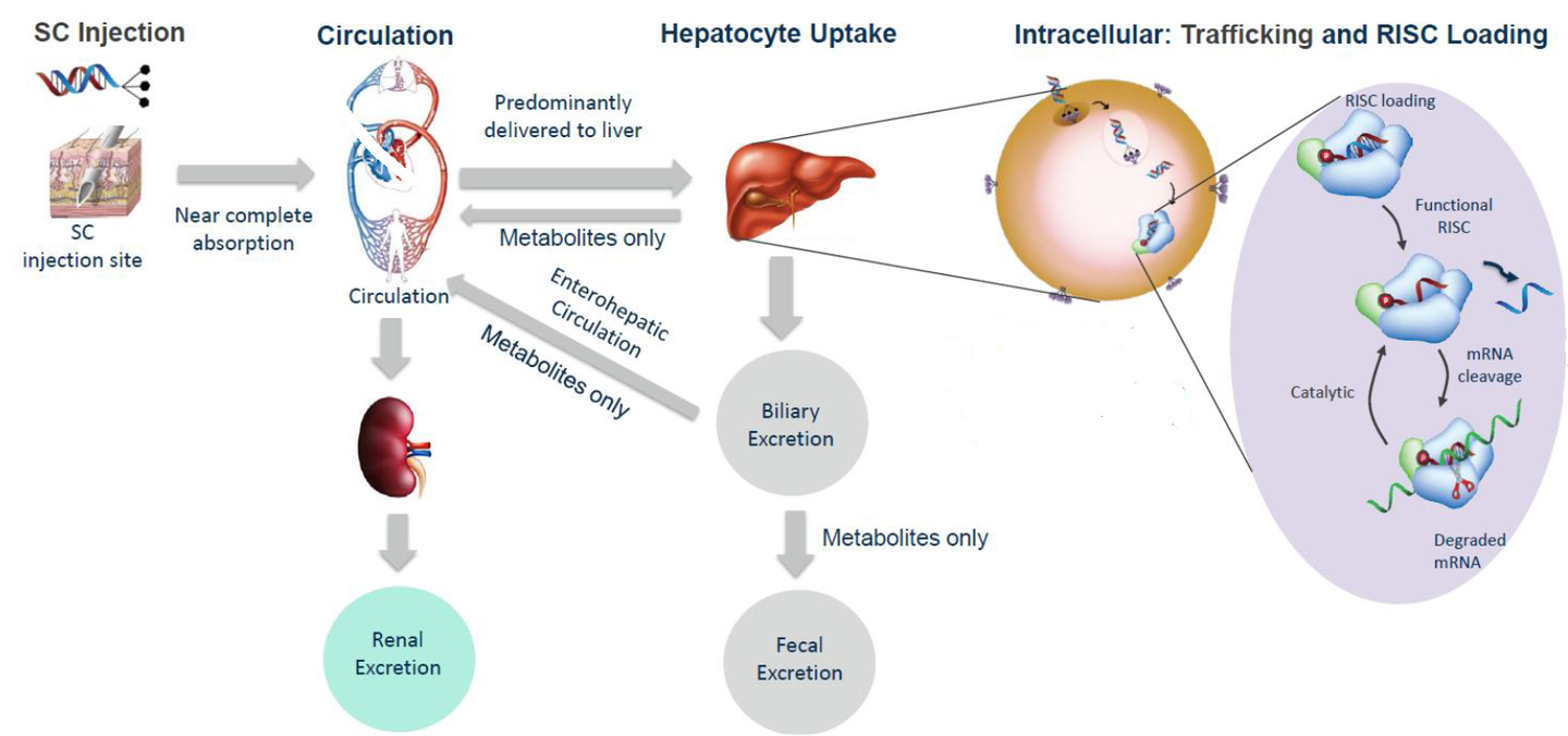 GalNAc-siRNAs药物ADME特性及PK-PD模型 - 知乎