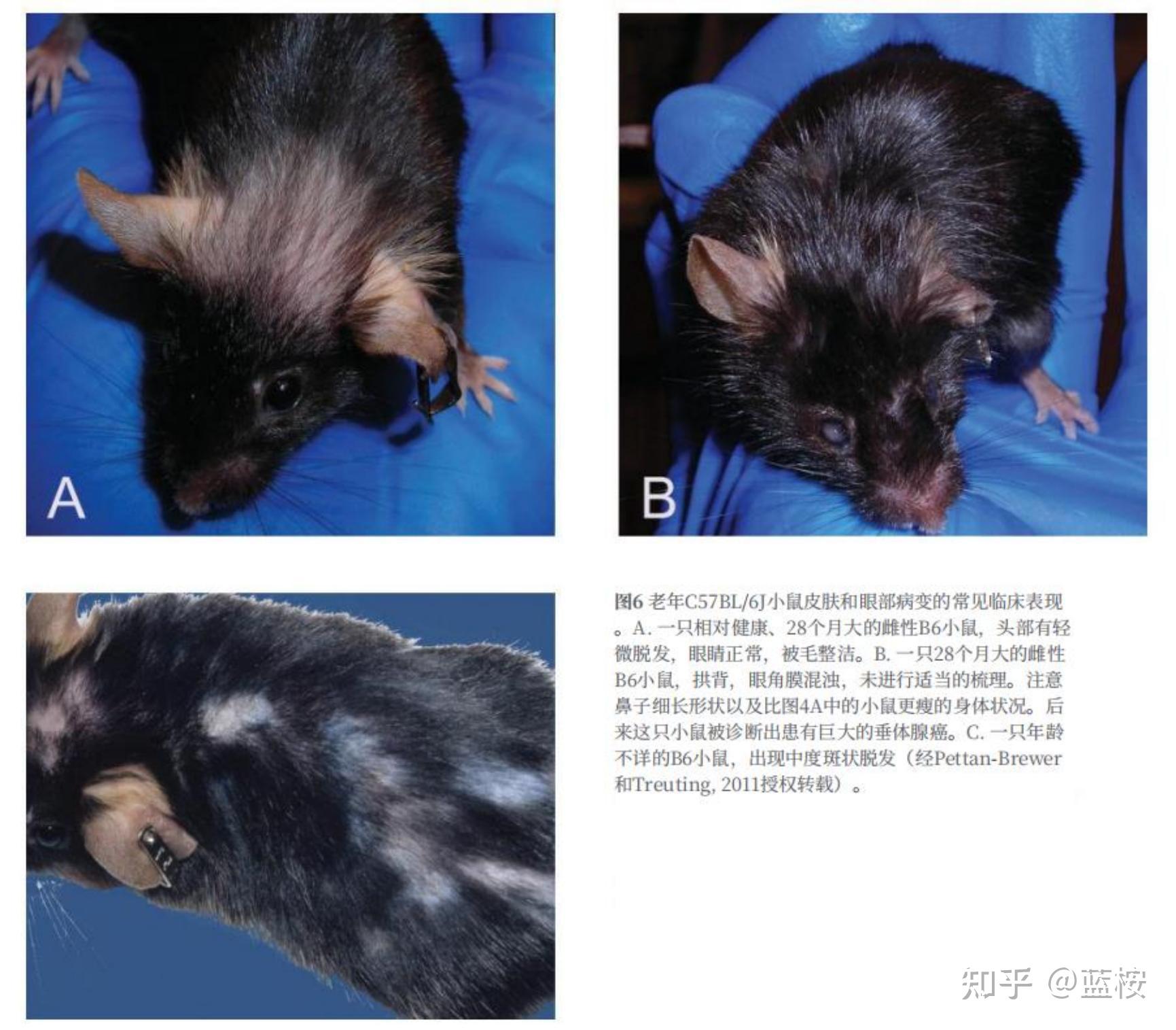 用于研究的老龄 C57BL/6J 小鼠—JAX - 知乎