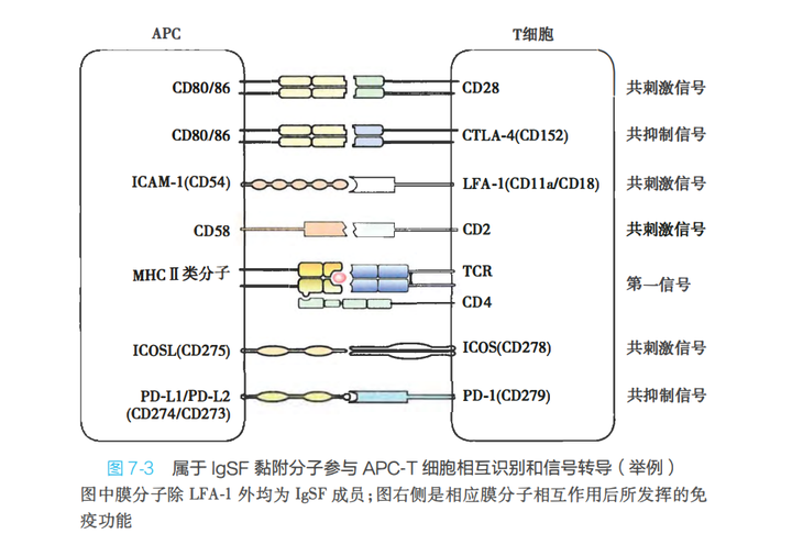 免疫学：人白细胞分化抗原(HLDA)和人白细胞抗原(HLA)的关系？CD分子又是怎么回事？ - 知乎