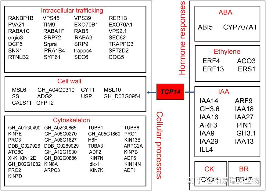 一文详解转录因子研究策略（上） - 知乎