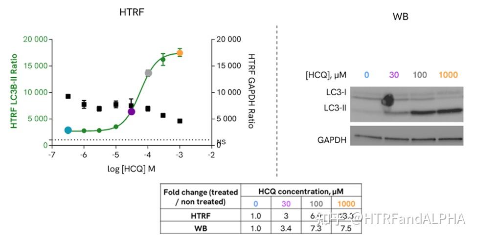 还在为WB检测LC3条带变幻无常而烦恼吗？细胞自噬靶点LC3B-II特异性检测-享受均相检测的自在！ - 知乎