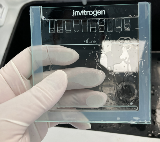 科研小白的进阶之路（1）——Western Blot实验教程 - 知乎