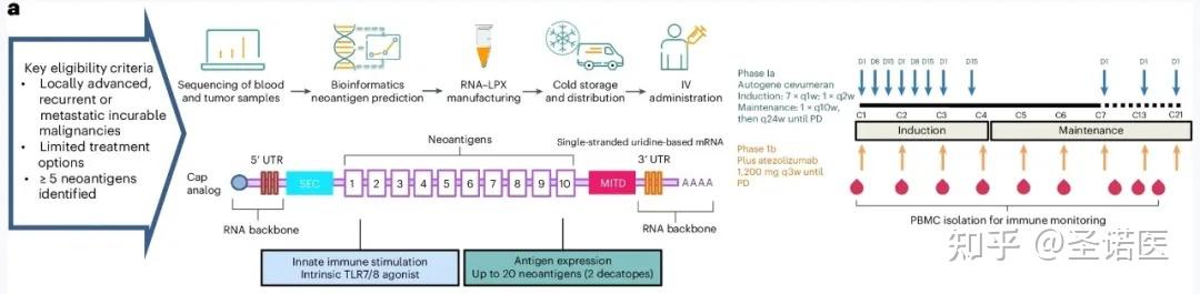 个体化mRNA癌症疫苗BNT122(Autogene Cevumeran、RO7198457)帮患者肿瘤缩小近10倍，多癌种晚期患者获益显著 - 知乎