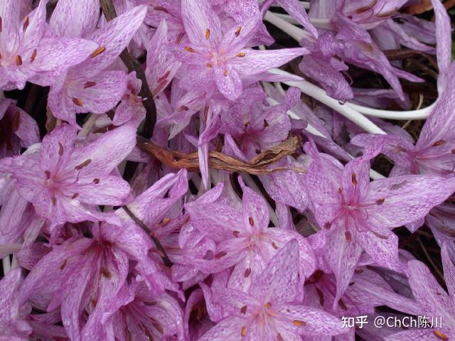 多肉植物全图鉴19：秋水仙科（Colchicaceae），秋水仙属（Colchicum） 独立园艺种 - 知乎